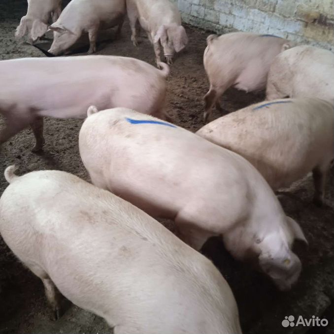 Свиньи живым весом