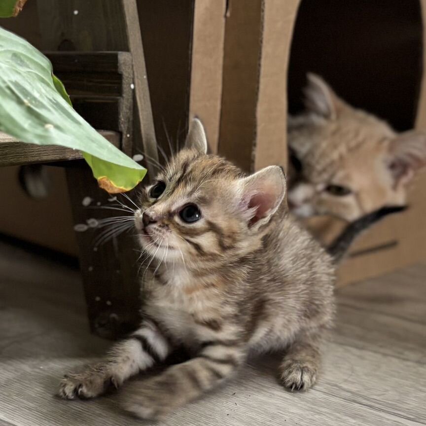 Котята в добрые руки бесплатно
