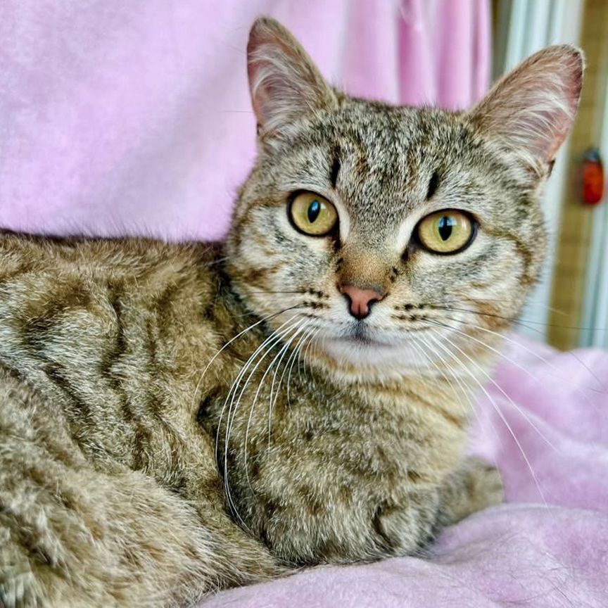 Взрослый кот в добрые руки