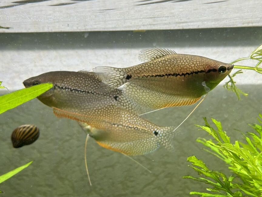 Гурами 3 шт Взрослые 1 самец 2 самки