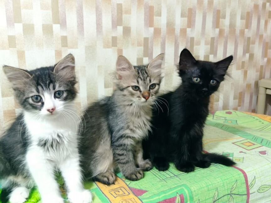 3 очаровательных котенка, мальчики
