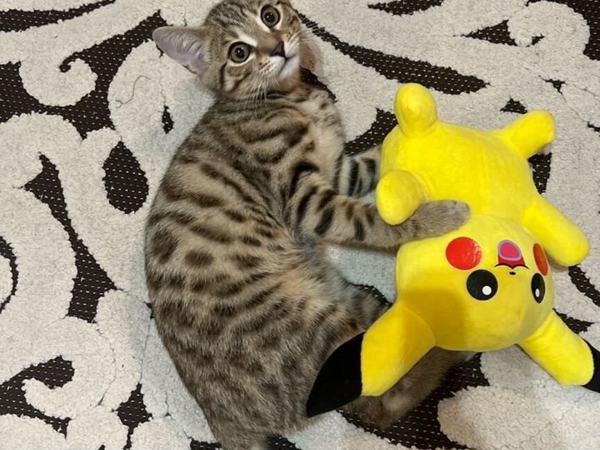 Кошка