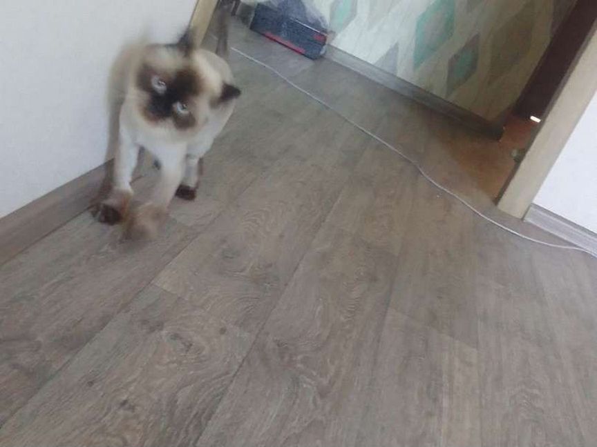 Отдам бесплатно кошку в добрые руки