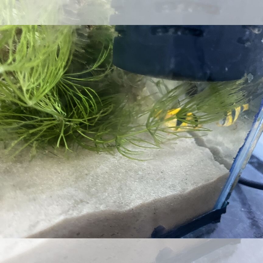 Барбус рыбка