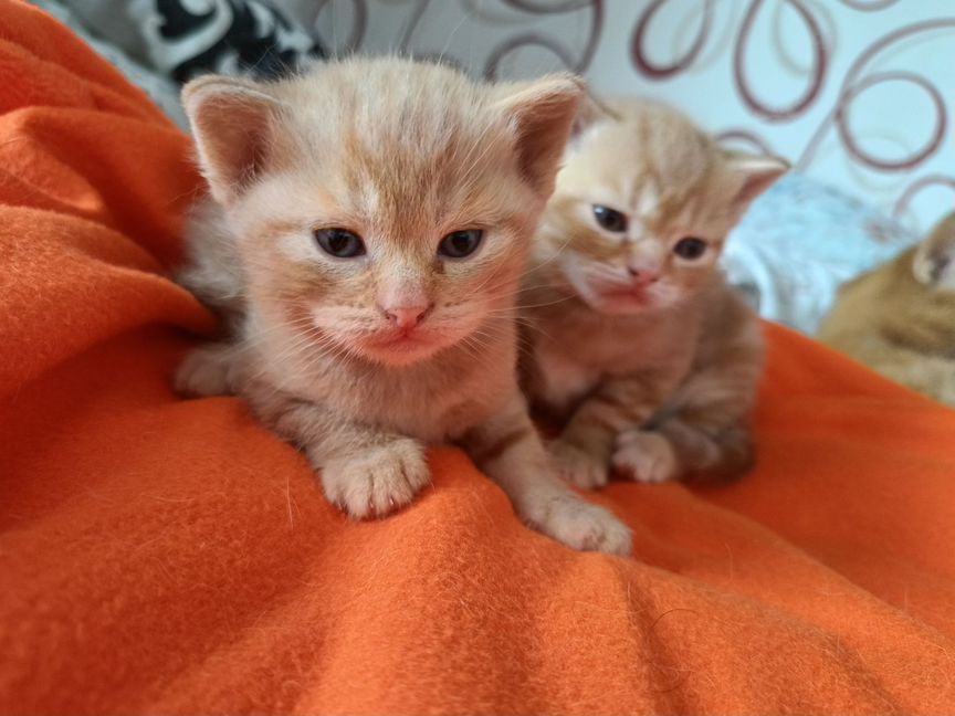 Шотландские котята