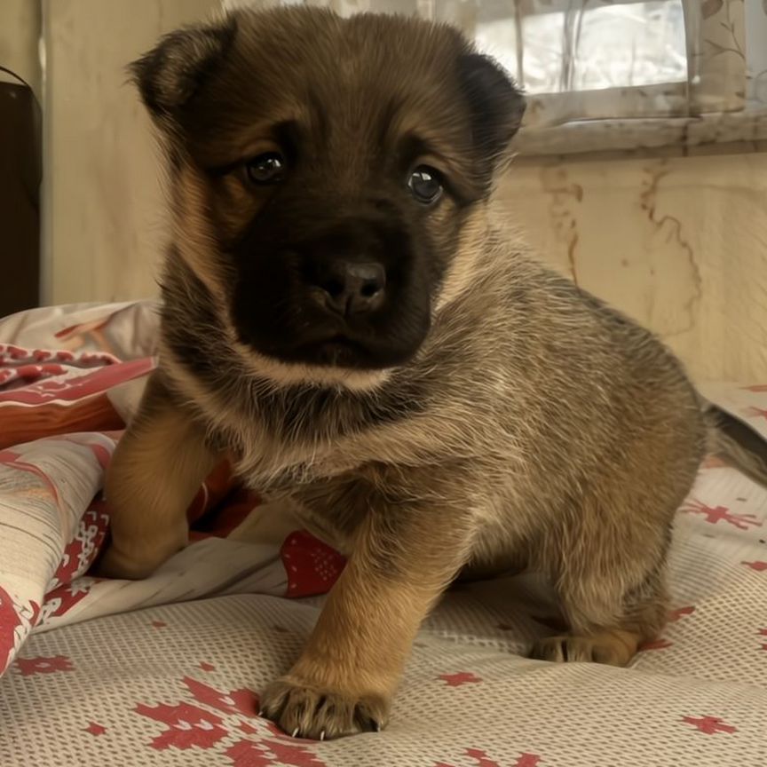 Немецкая овчарка, щенок