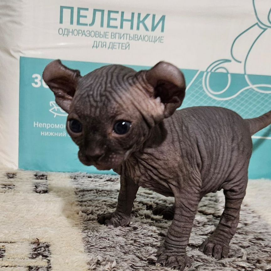 Черная девочка эльф