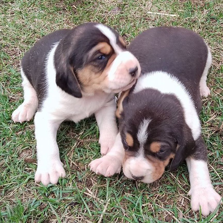 Эстонская гончая, щенок