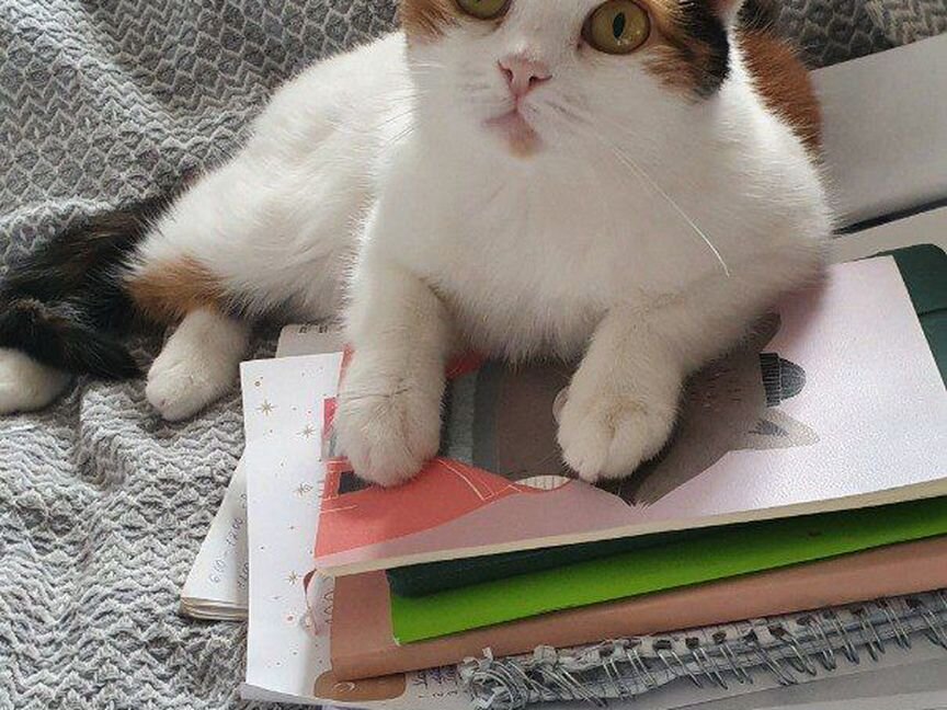 Кошечка в добрые руки