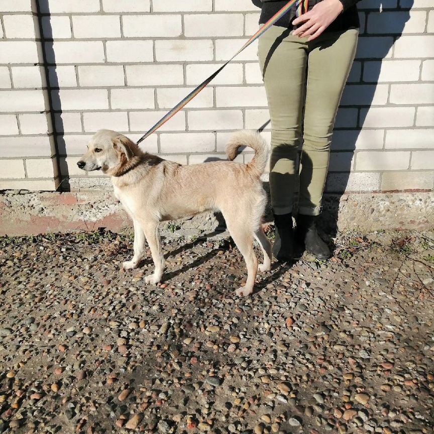 Беллу возвращают в приют