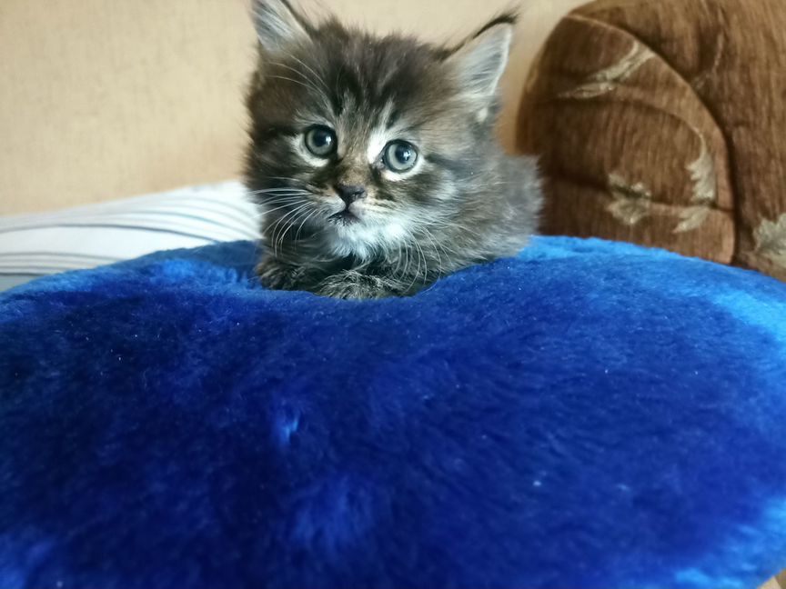 Котята в добрые руки бесплатно мальчик и девочка