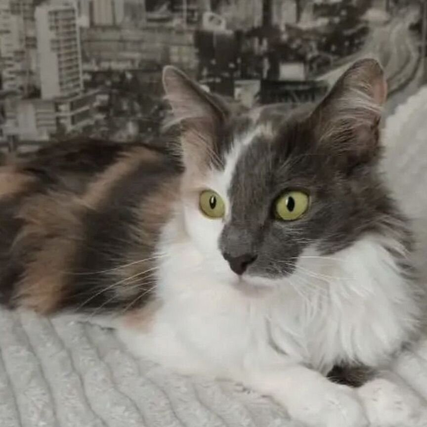 Взрослая, кошка в добрые руки