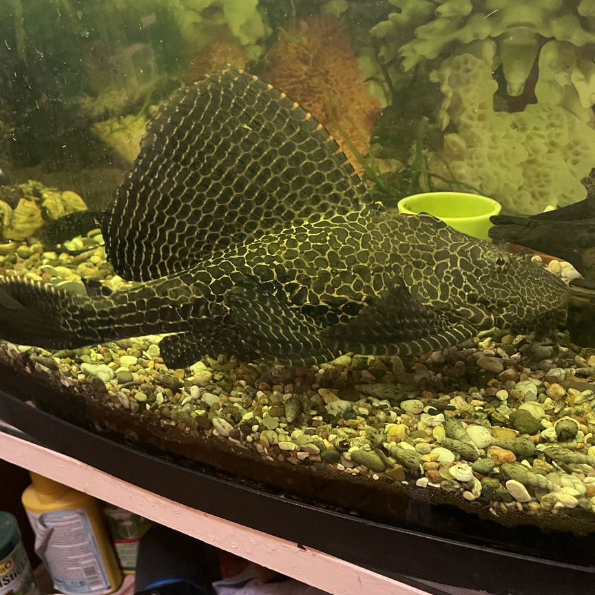 Красавец птеригоплихт (парчовый сом)