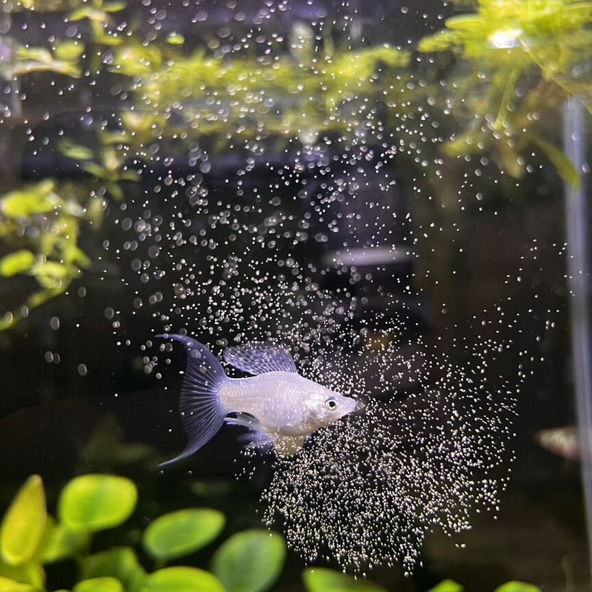 Моллинезия баллон лира