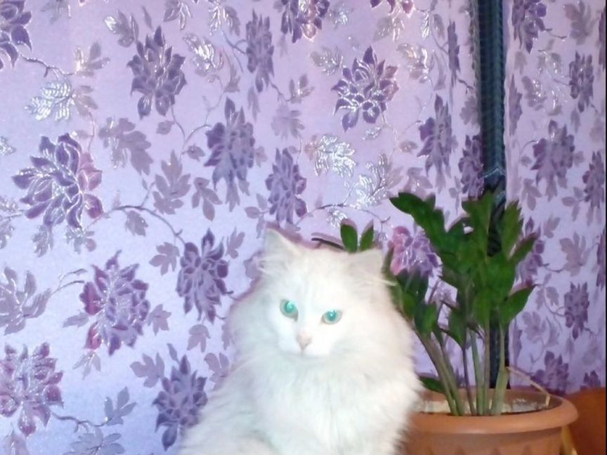 Молодой котик в добрые руки