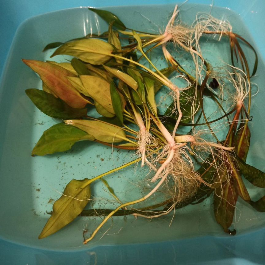 Аквариумное растение свежая прополка