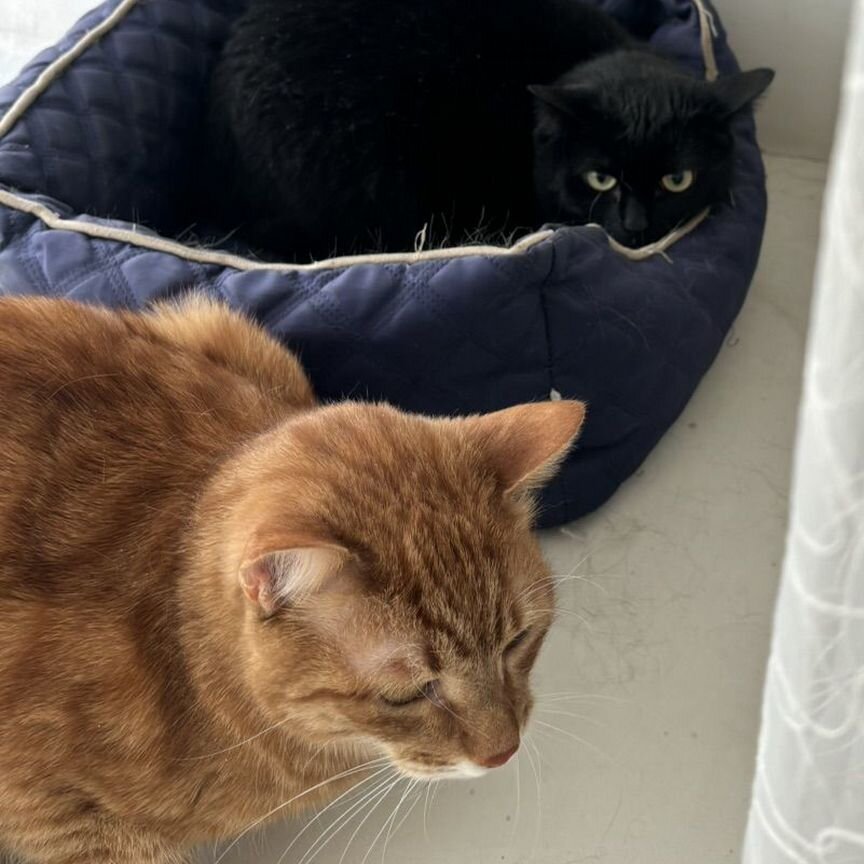 Взрослая, кошка в добрые руки