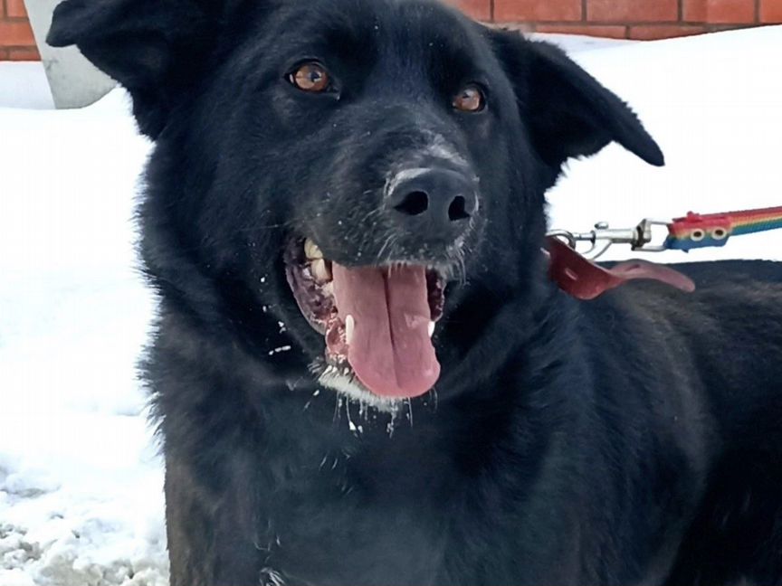 Собака в дар