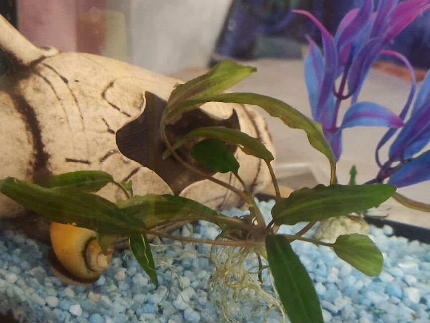 Аквариумные растения/ эхинодорусы