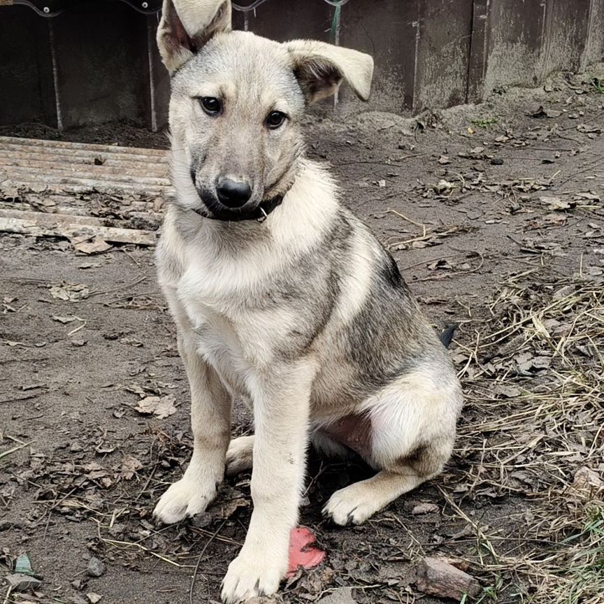 Щенок в добрые руки