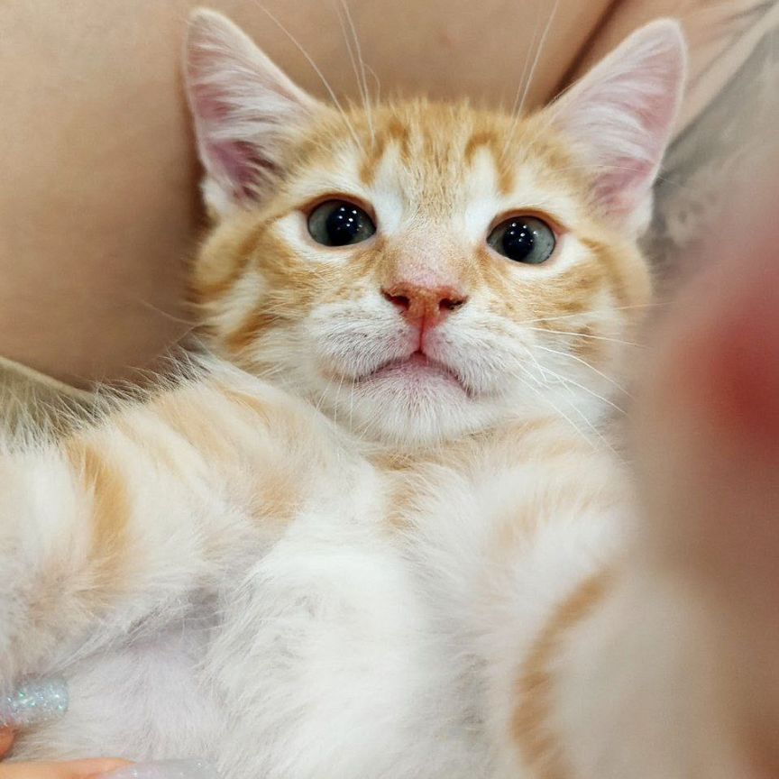 Рыжий котенок Рамсес