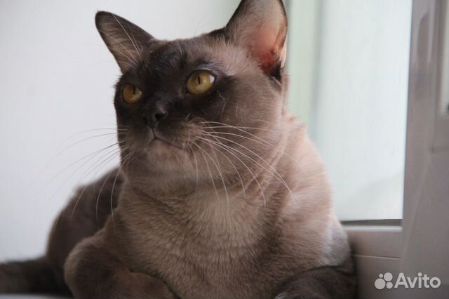 Бурманская