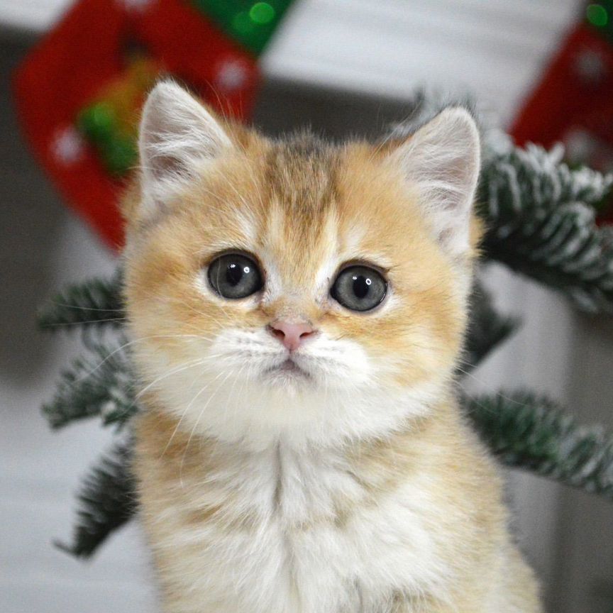 Британские принцессы