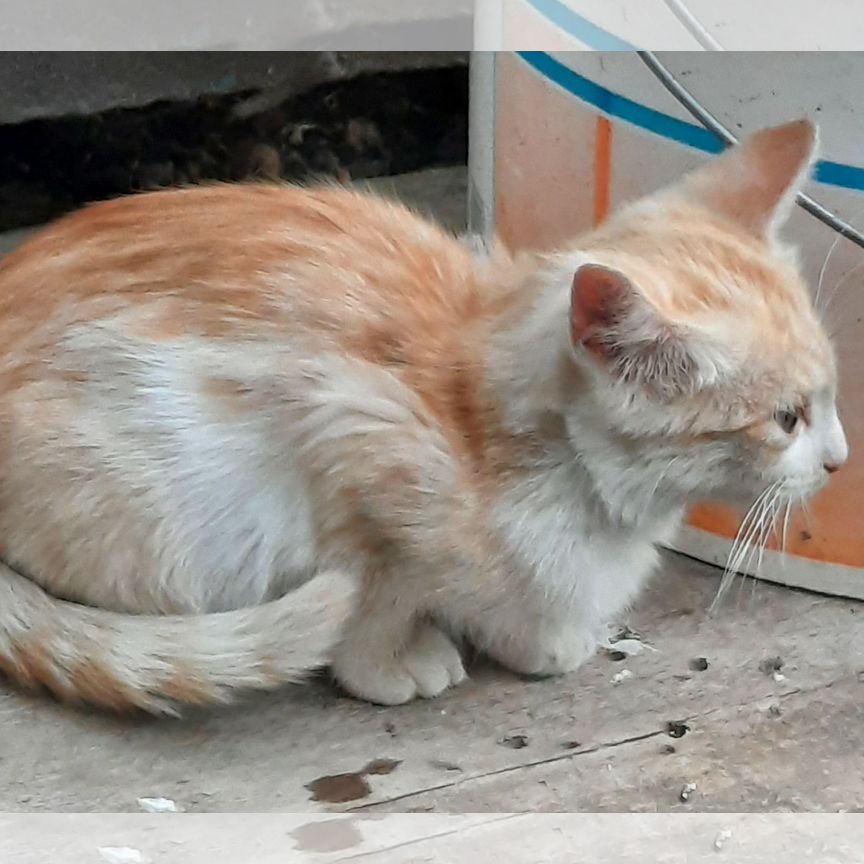 Рыжий котенок девочка