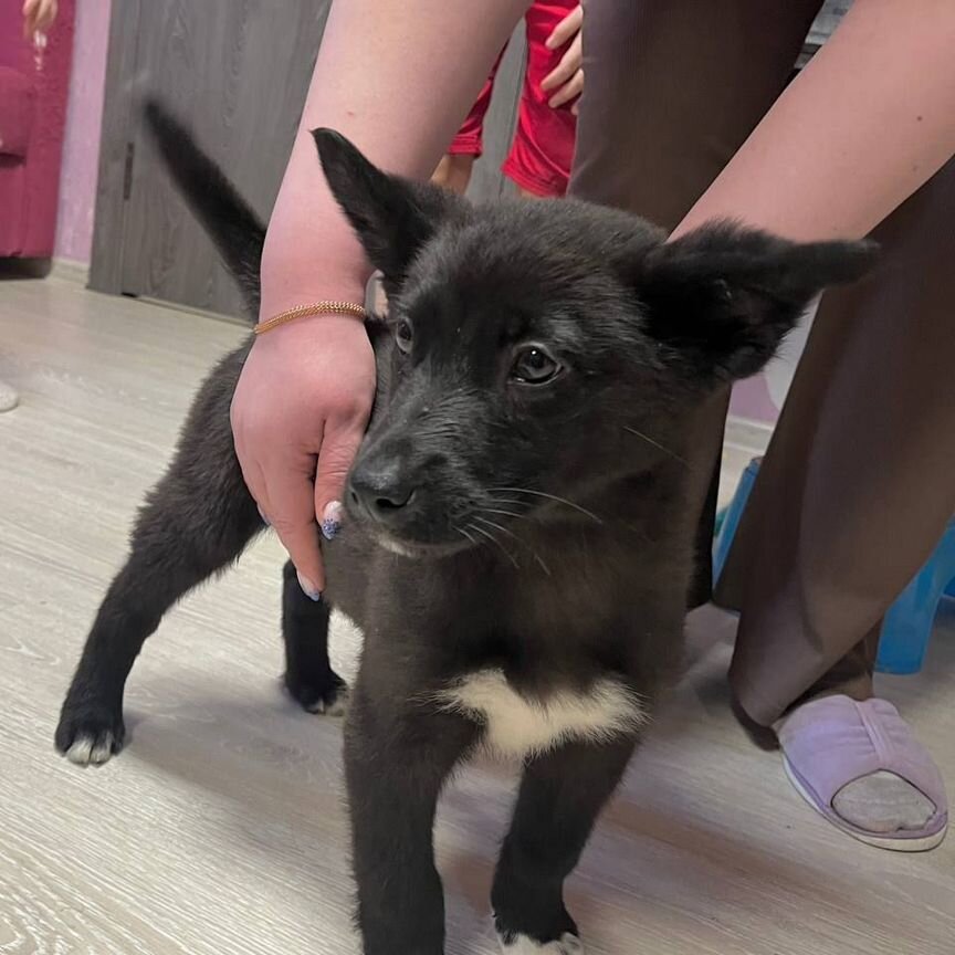 Щенок в добрые руки