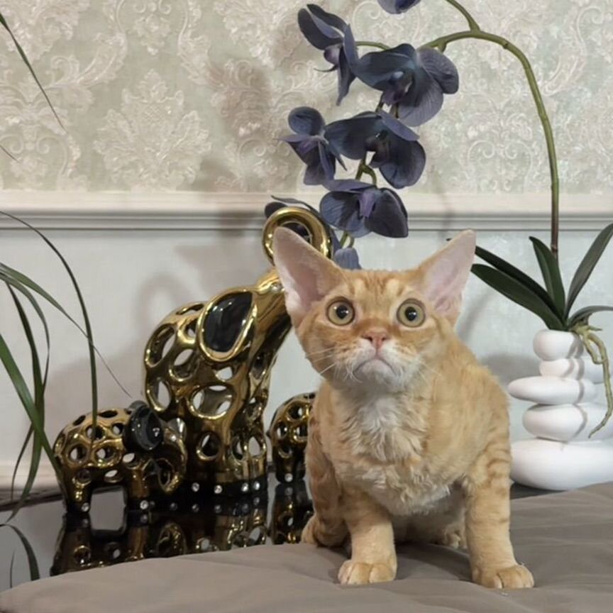 Прекрасный красный мальчик