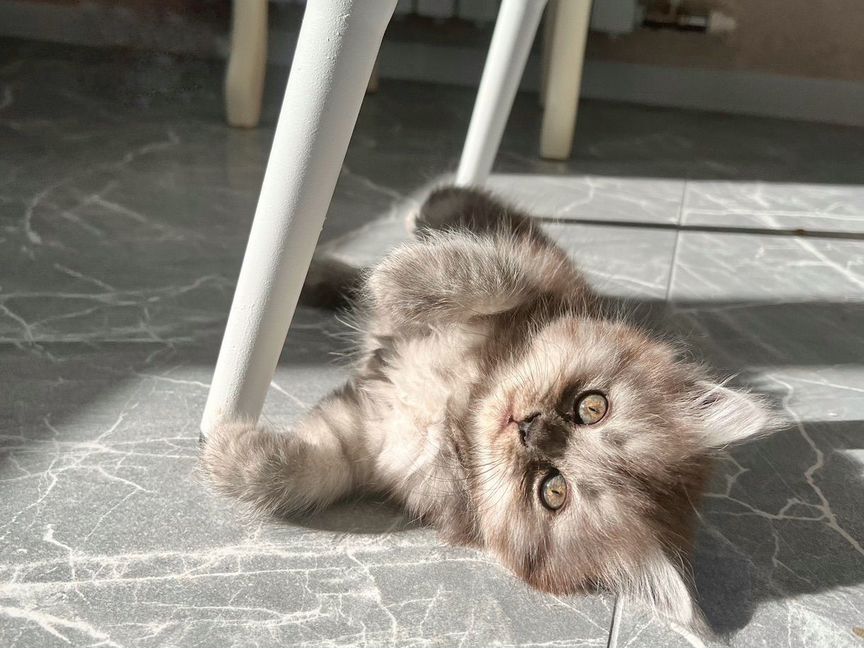 Продам шотландского котенка