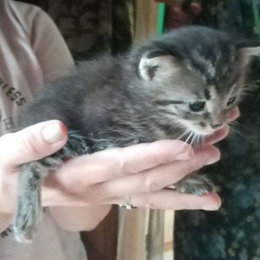 Котята в добрые руки бесплатно