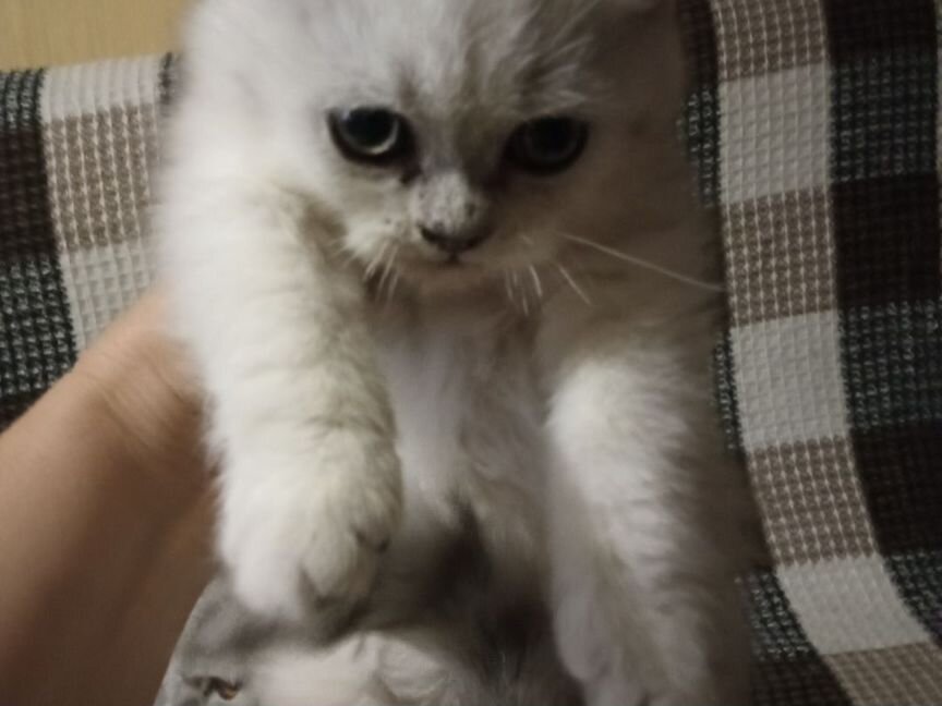 Шотландская серебристая шиншилла