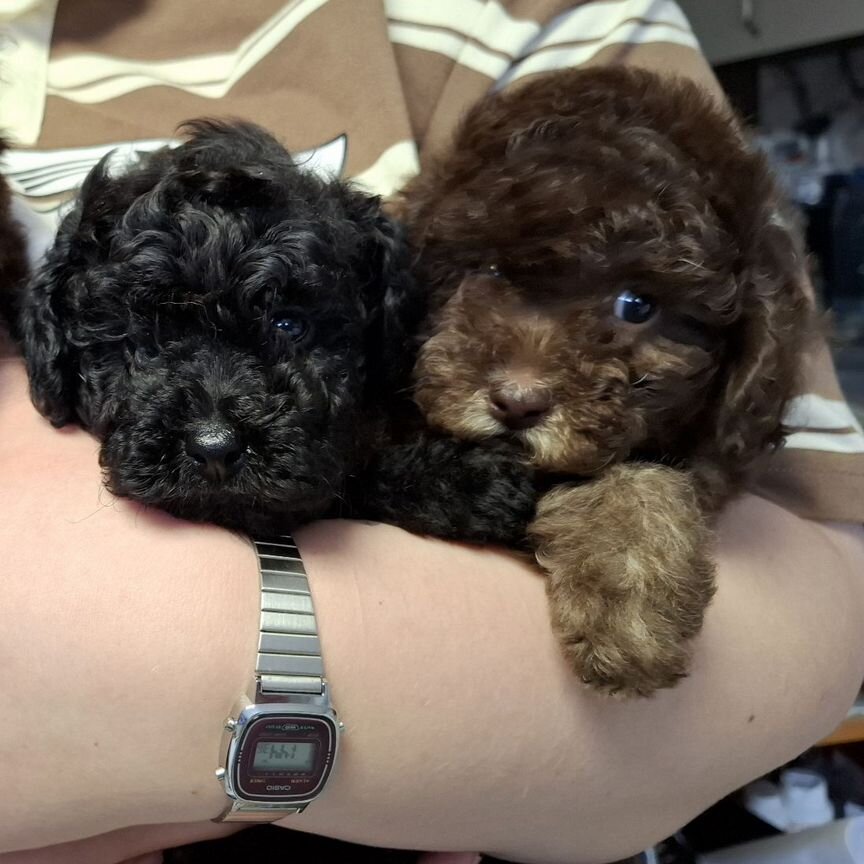 Той-пудель, щенок