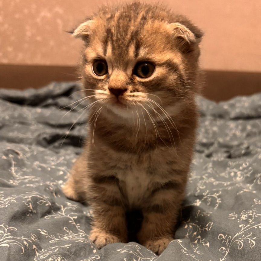 Шотландский вислоухий короткошёрстный котёнок