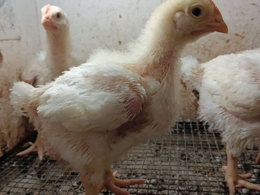 Бролер подрощеный Росс 308