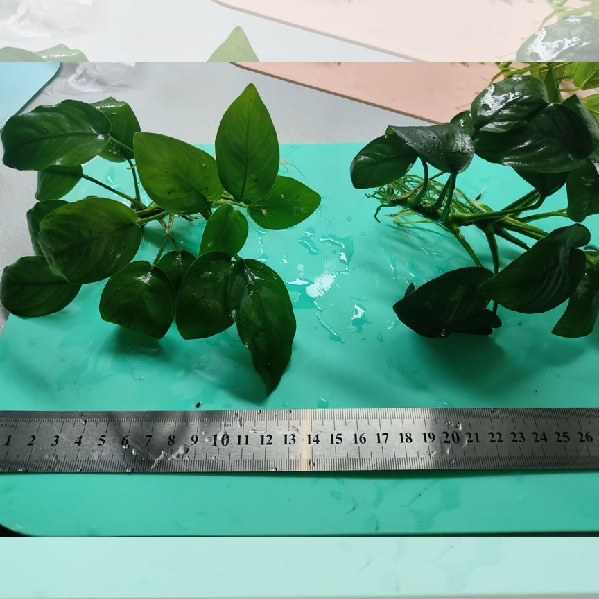 Аквариумные растения анубиас