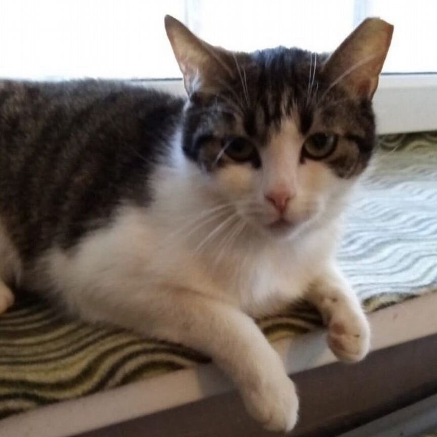 Взрослая, кошка в добрые руки