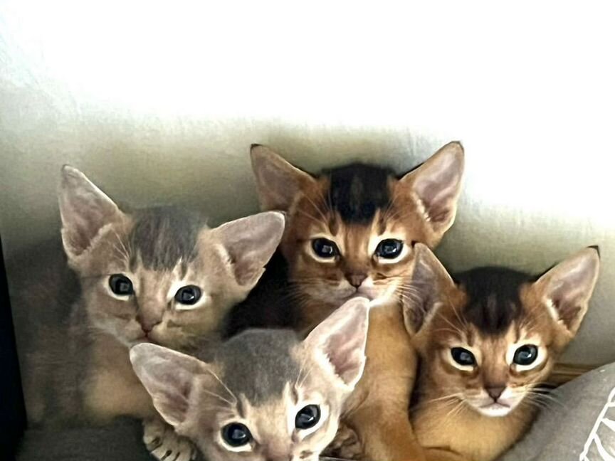 Аббисниские котята