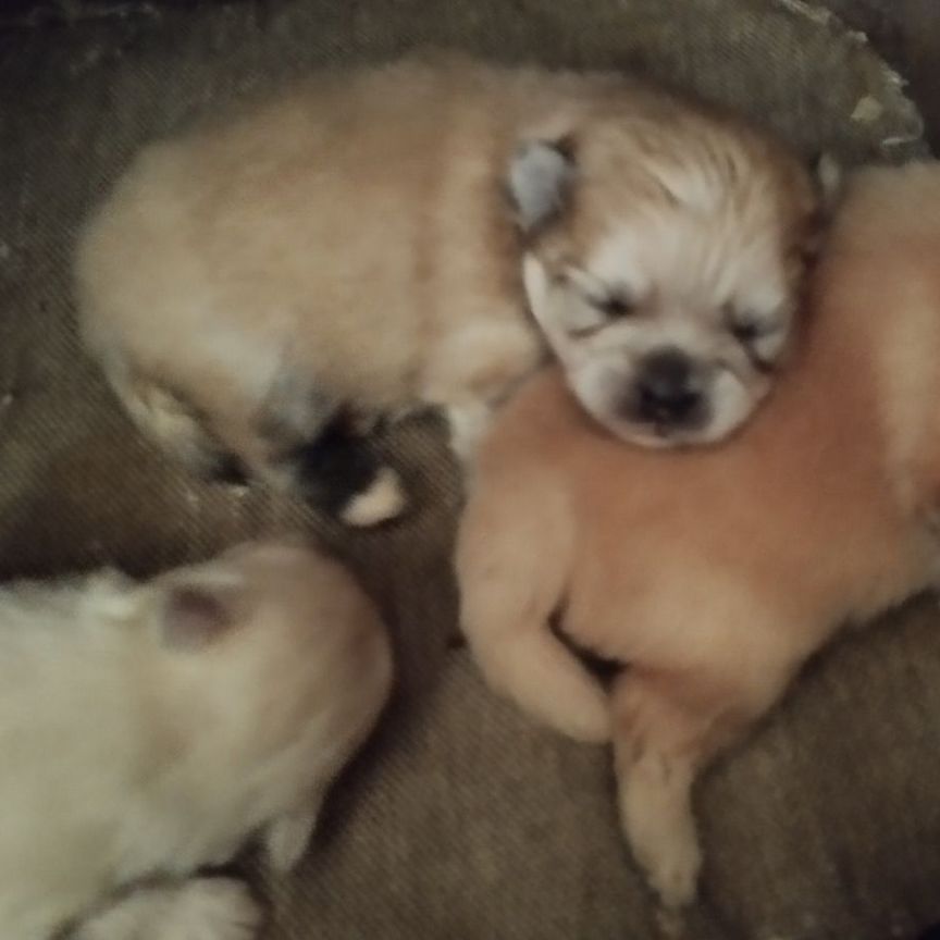 Померанский шпиц, щенок