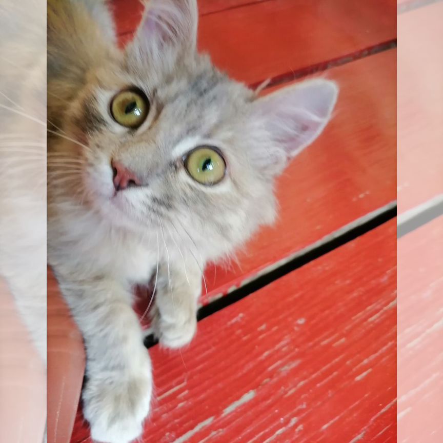 Отдам бесплатно котенка