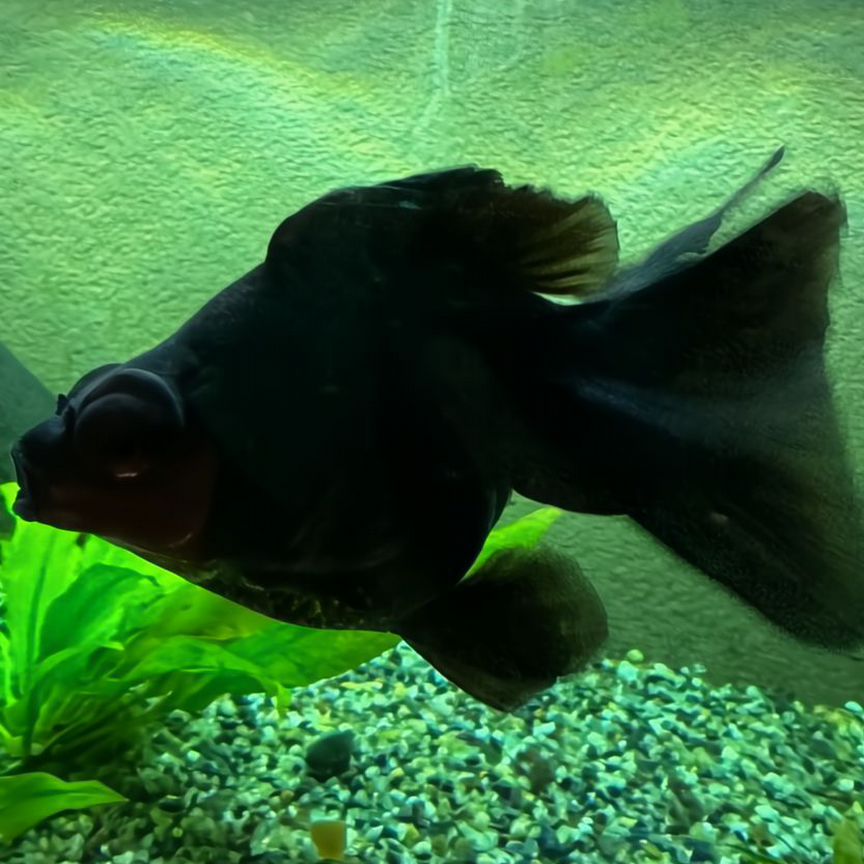 Вуалехвосты - 2 шт