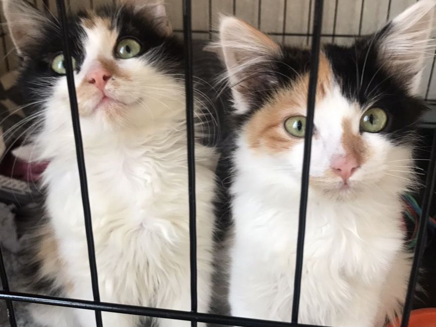 Котята в добрые руки