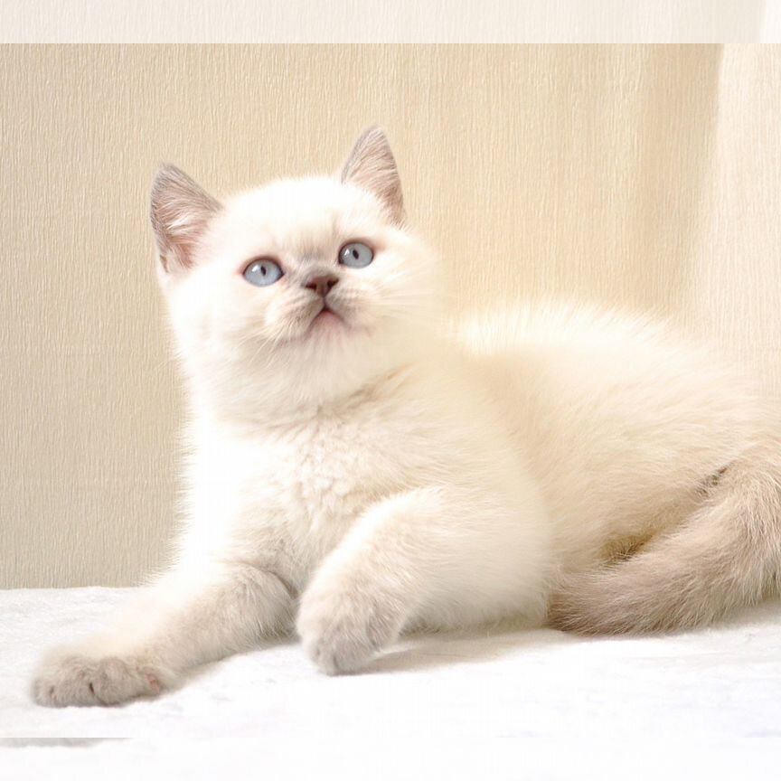 Британский короткошёрстный котёнок