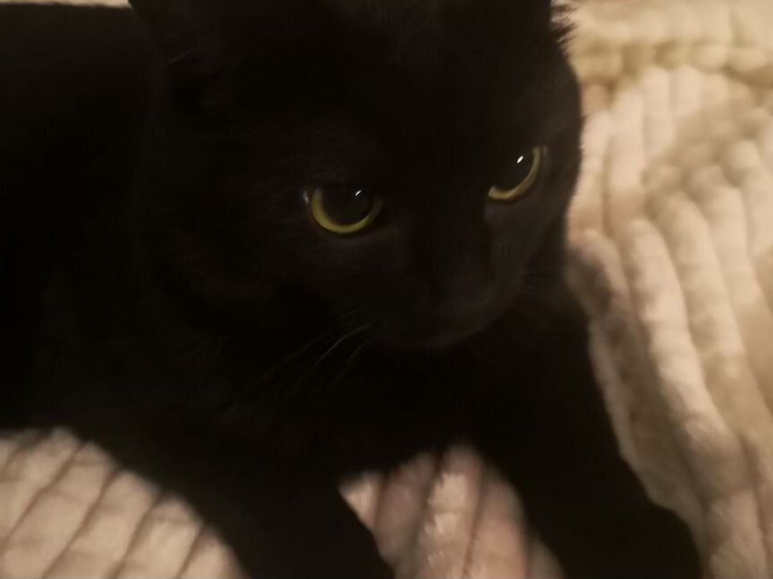 Британский кот