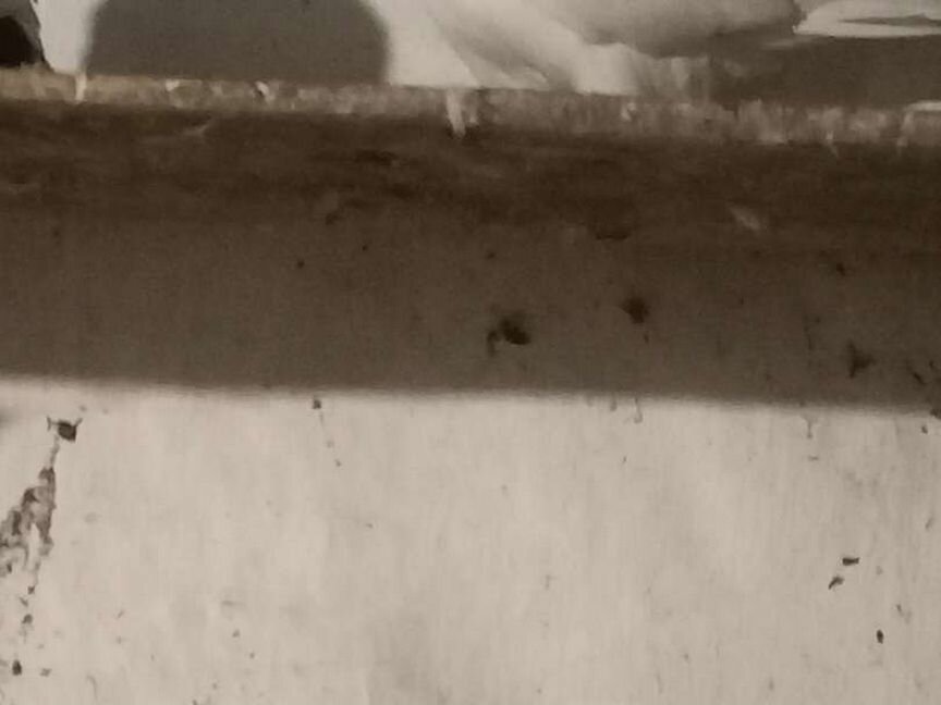 Продажа бакинских голубей