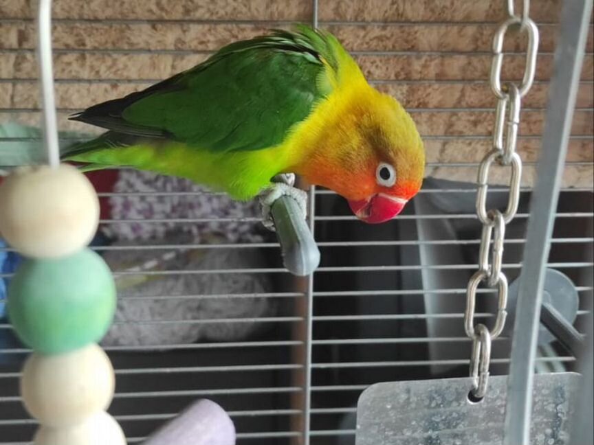 Продам пару неразлучников