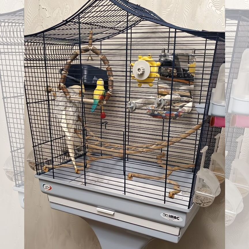 Попугай корелла с клеткой