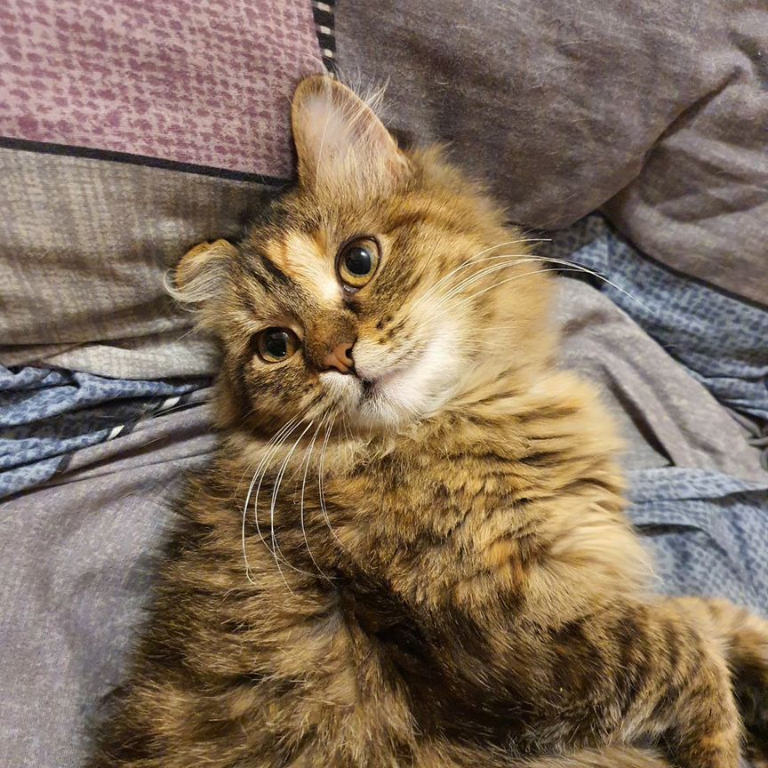 Мадам в добрые руки)