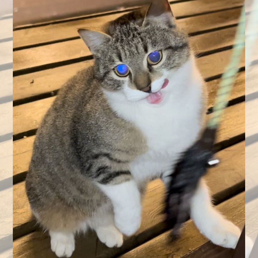 Взрослая кошка в добрые руки